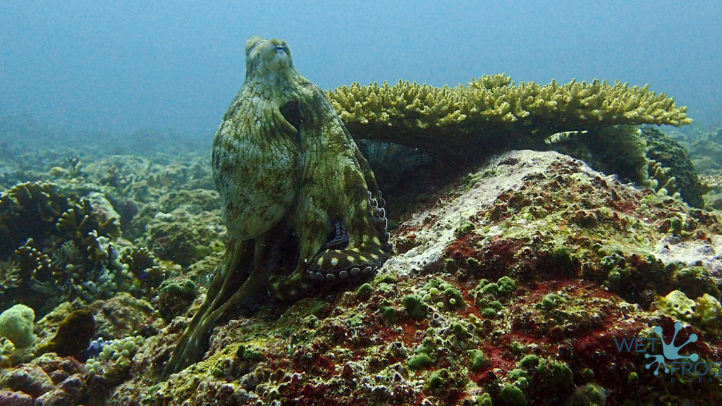 Incredible Dive Spots – Komodo National Park - Wet Frog Divers