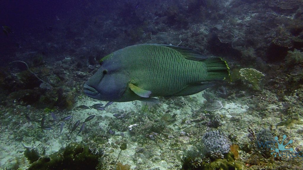 Incredible Dive Spots – Komodo National Park - Wet Frog Divers