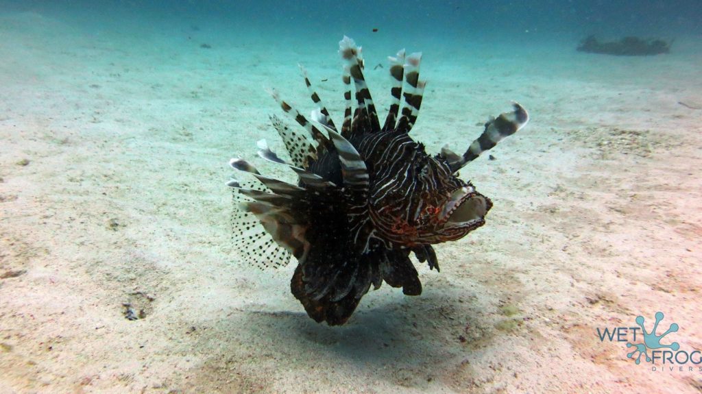 Incredible Dive Spots – Komodo National Park - Wet Frog Divers