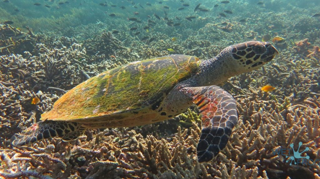 Incredible Dive Spots – Komodo National Park - Wet Frog Divers